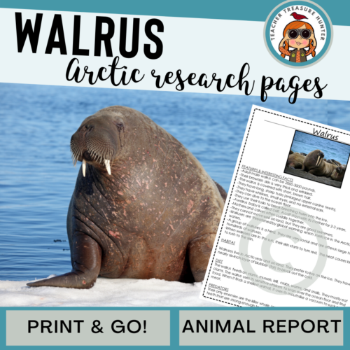Walrus Animal Research Page Arctic Animal Reports 1st 2nd 3rd grade non ...