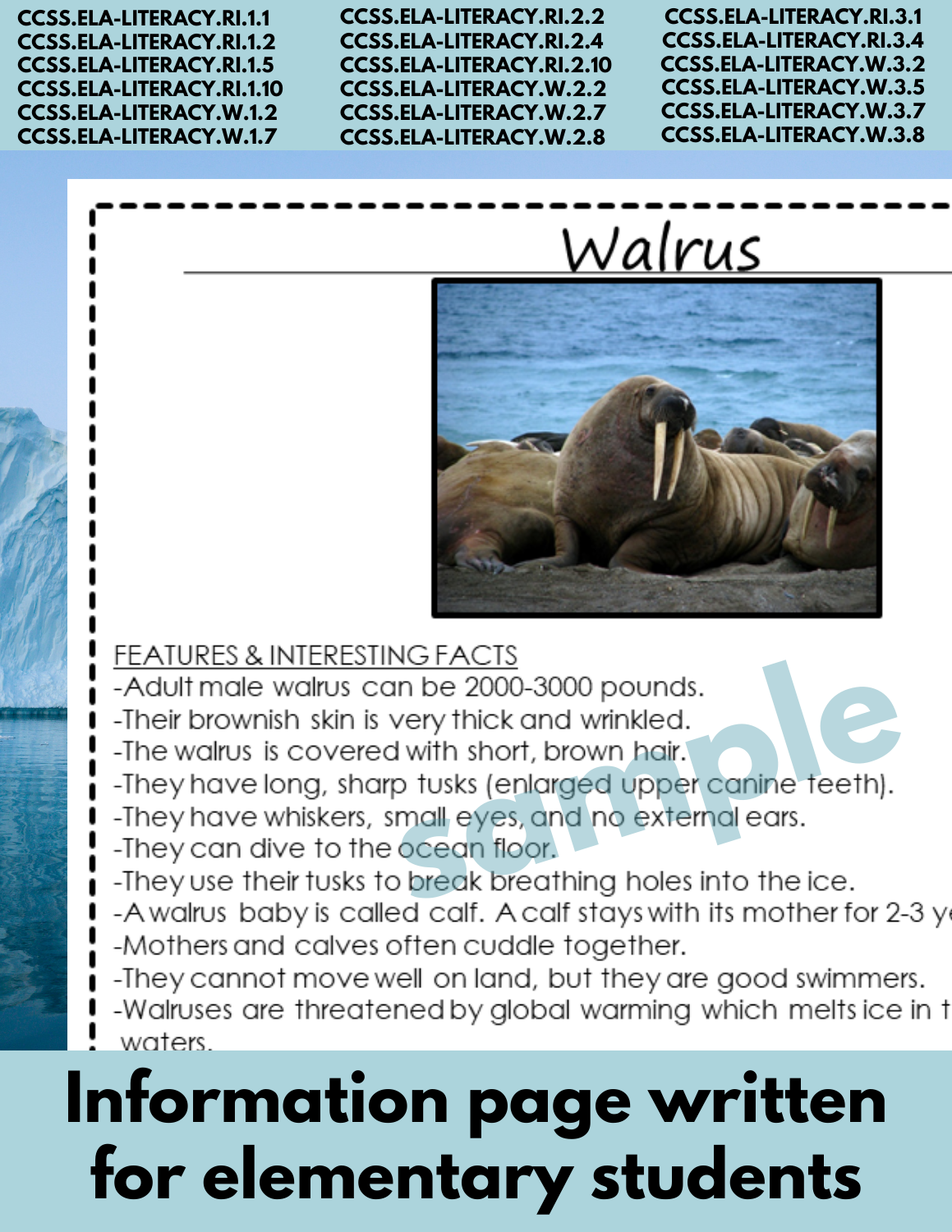 Walrus Animal Research Page Arctic Animal Reports 1st 2nd 3rd grade non ...