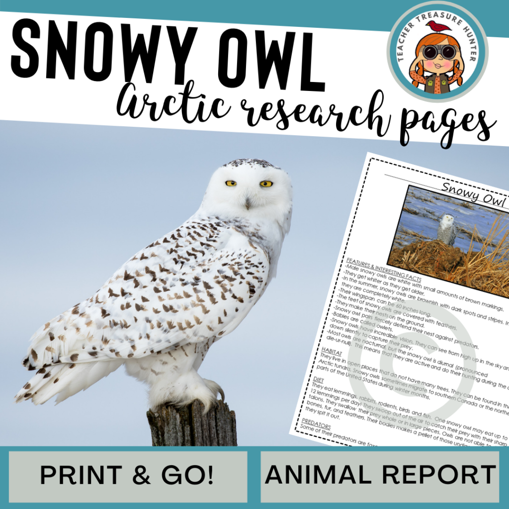 Snowy Owl Animal Research Pages for Arctic animal research report ...
