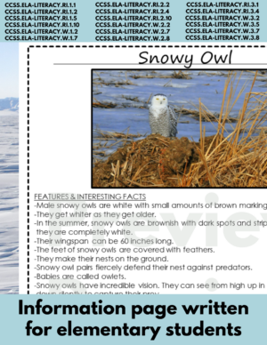 Snowy Owl Animal Research Pages for Arctic animal research report ...