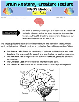 FUN Nervous System Brain Anatomy Creativity Project STEM NGSS Biology ...