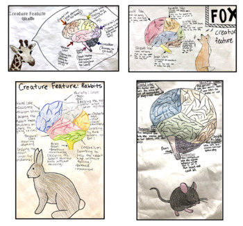 FUN Nervous System Brain Anatomy Creativity Project STEM NGSS Biology ...