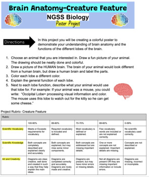FUN Nervous System Brain Anatomy Creativity Project STEM NGSS Biology ...