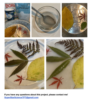 Fall Leaf Crystal Growing Lab Fun Hands On Middle School NGSS Activity ...