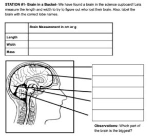 SPOOKY Science Experiment Lab Stations Hands-On FUN Middle School NGSS ...
