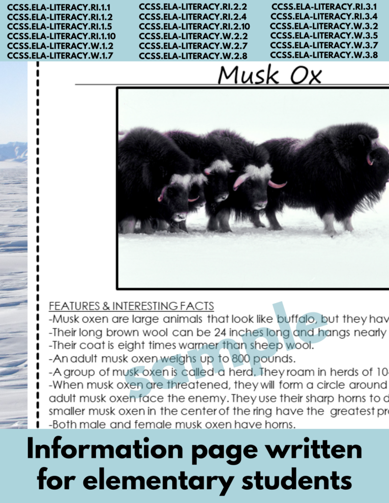 Musk Oxen Arctic Animal Research Report Information and writing pages ...