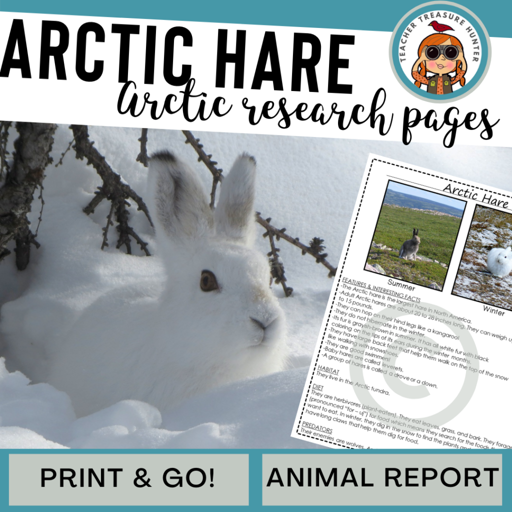 Arctic Animal Reports Arctic Hare informational article non-fiction writing | Made By Teachers