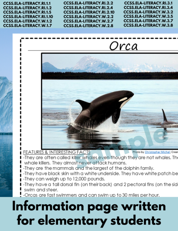 Orca Arctic Animal Research Pages for animal research paper | Made By ...