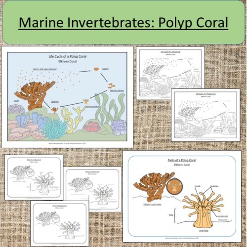 Marine Invertebrates: Polyp Coral Elkhorn Coral Montessori Ocean Study ...