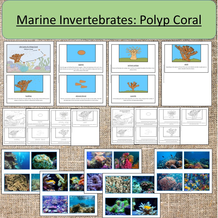 Marine Invertebrates: Polyp Coral Elkhorn Coral Montessori Ocean Study ...