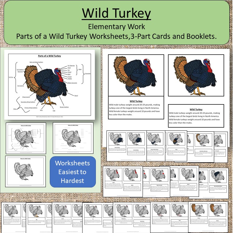Elementary Wild Turkey Internal Parts, Parts of, Skeleton Montessori ...