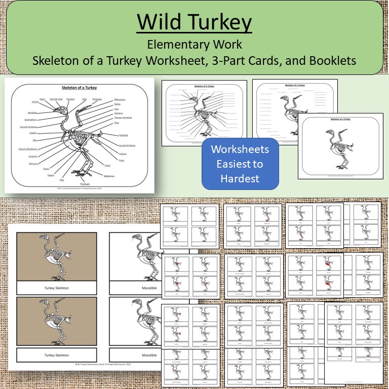Elementary Wild Turkey Internal Parts, Parts of, Skeleton Montessori ...