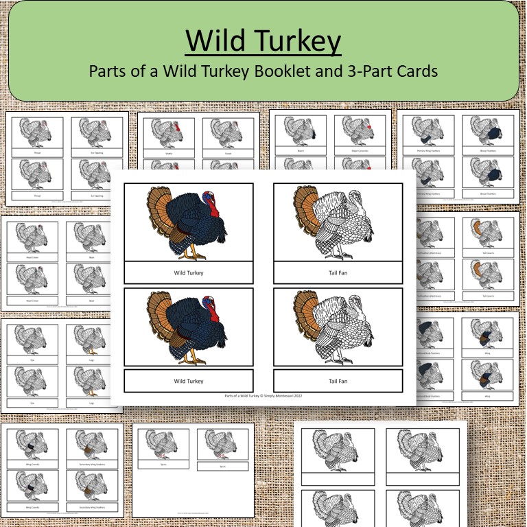 Wild Turkey Work Activities Worksheet Thanksgiving Seasonal Bird Fowl ...