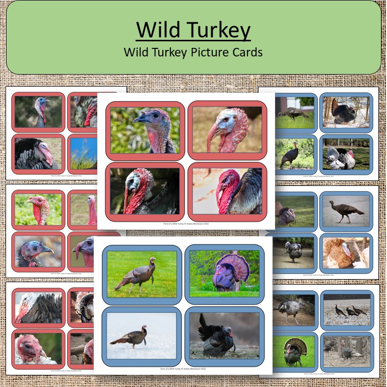 Wild Turkey Work Activities Worksheet Thanksgiving Seasonal Bird Fowl ...