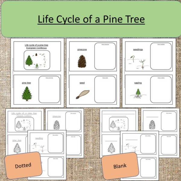 Life Cycle of a Pine Tree Evergreen Coniferous Montessori Science ...