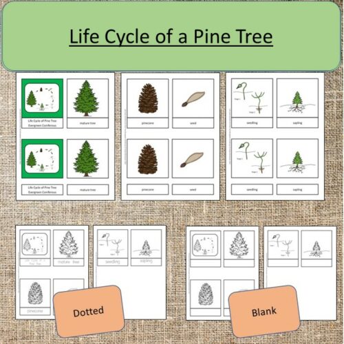 Life Cycle of a Pine Tree Evergreen Coniferous Montessori Science ...