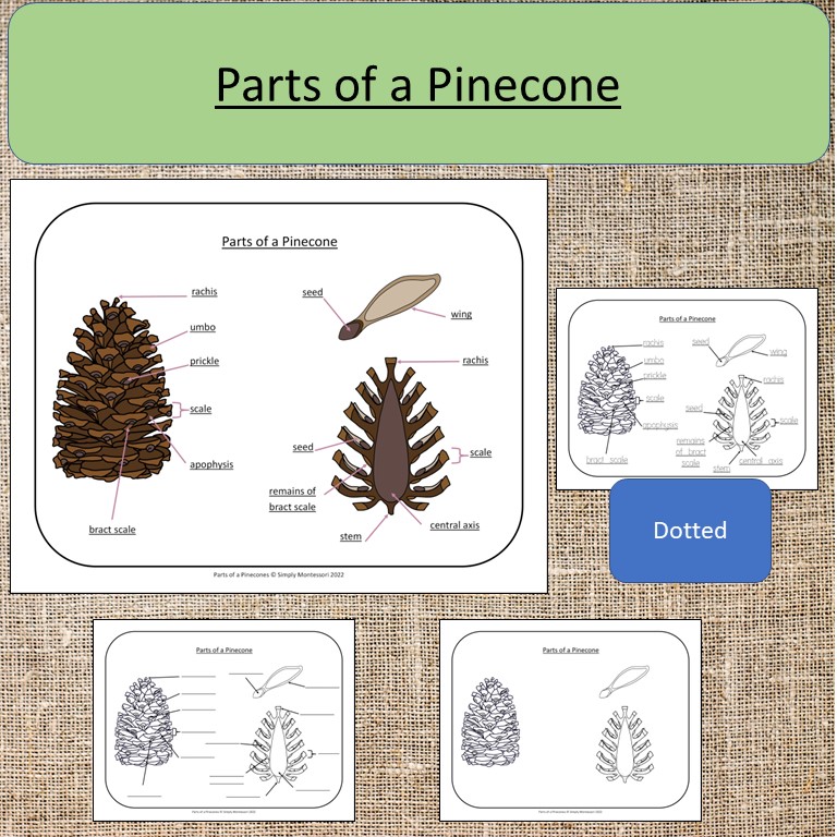 Parts of a Pinecone Science Botany Seasonal Studies Montessori | Made ...