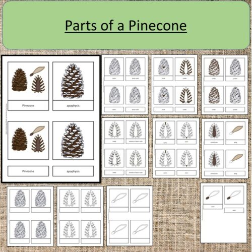 Parts of a Pinecone Science Botany Seasonal Studies Montessori | Made ...