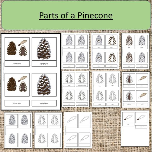 Parts of a Pinecone Science Botany Seasonal Studies Montessori | Made ...