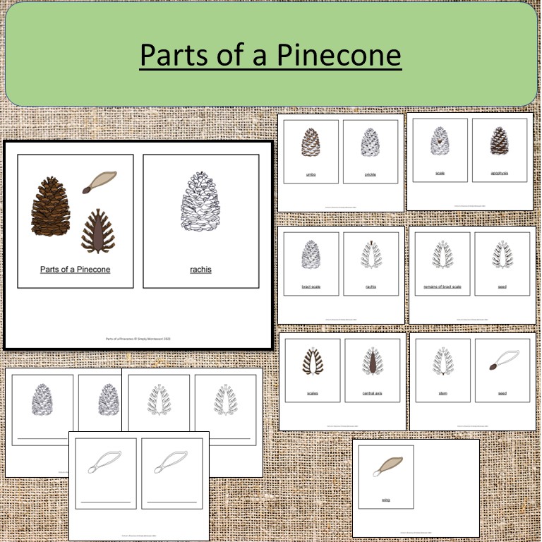 Parts of a Pinecone Science Botany Seasonal Studies Montessori | Made ...