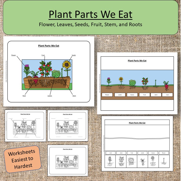 Parts Of Plants That We Eat Worksheet at Lauren Murphy blog