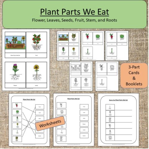 Plants We Eat Science Parts of a Plant Montessori | Made By Teachers