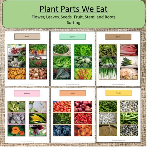Plants We Eat Science Parts of a Plant Montessori | Made By Teachers