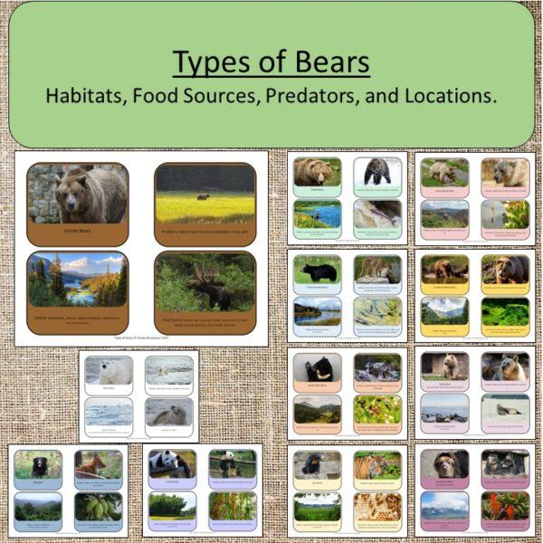 Types of Bears Habitats, Food, Continents, Predators Montessori ...