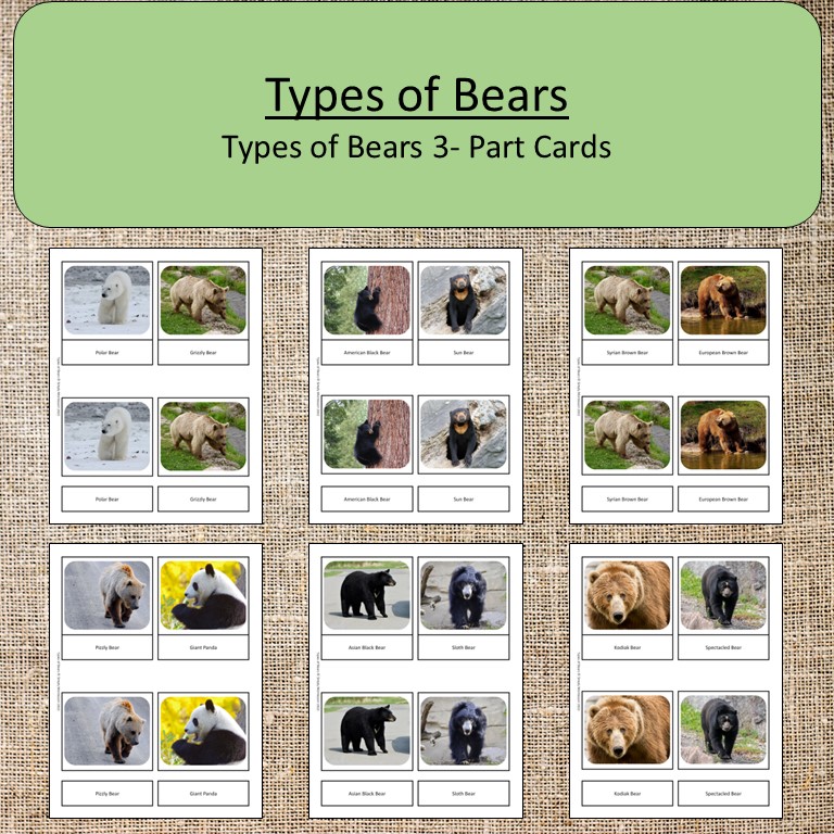 Types of Bears Habitats, Food, Continents, Predators Montessori ...