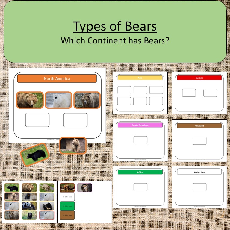 Types of Bears Habitats, Food, Continents, Predators Montessori ...
