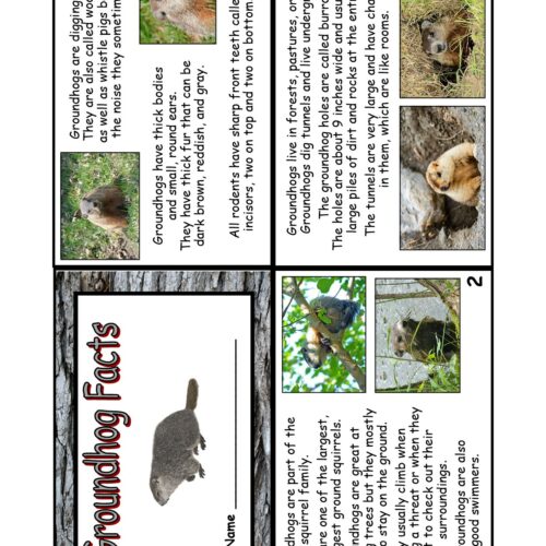 Groundhog Facts Reading Comprehension | Made By Teachers