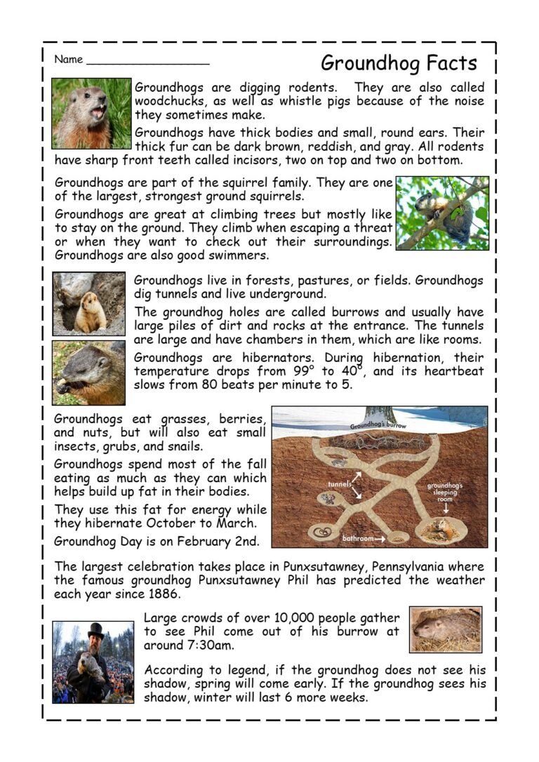 Groundhog Facts Reading Comprehension | Made By Teachers