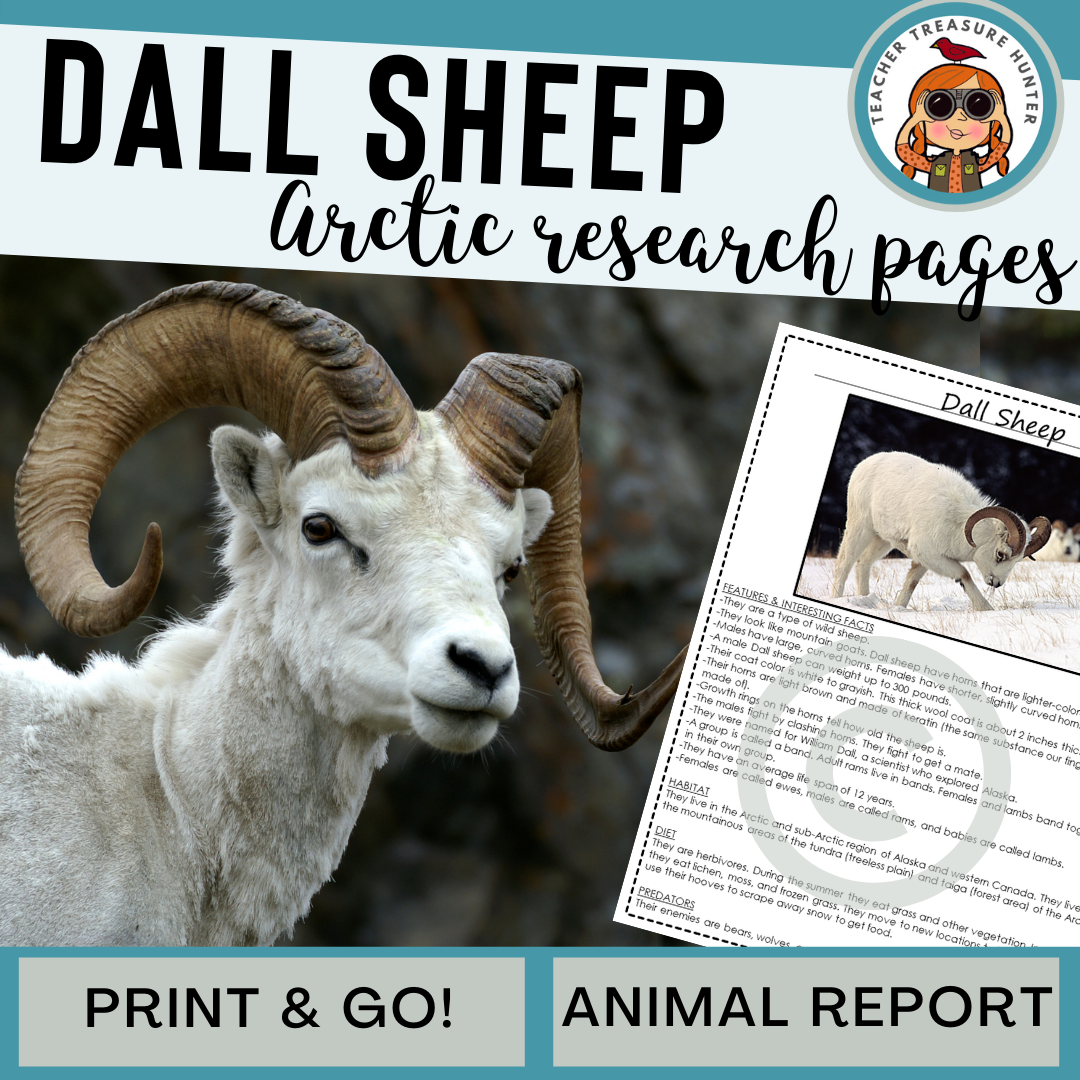 Dall Sheep Animal Research Pages for Arctic Animal reports | Made By ...
