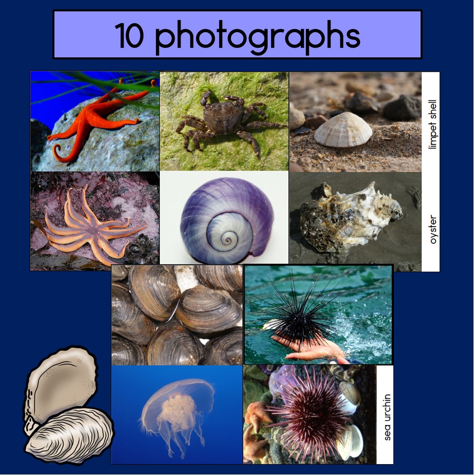 Tide Pools Non-fiction Book Reading Comprehension and Photographs ...