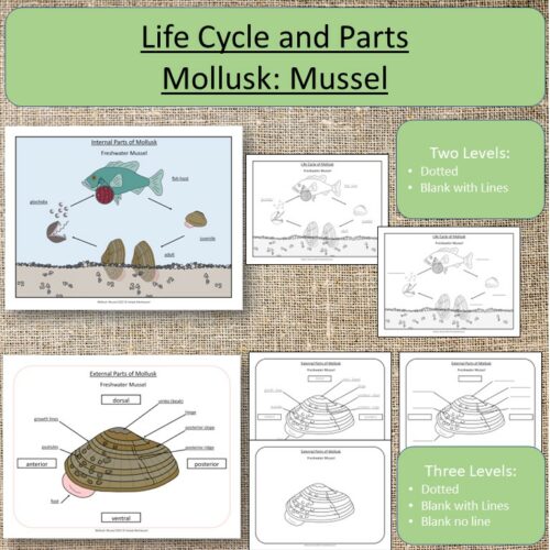 Mollusk: Freshwater Mussel Montessori | Made By Teachers