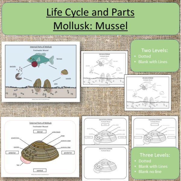 Mollusk: Freshwater Mussel Montessori | Made By Teachers