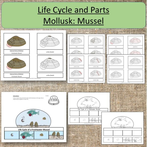 Mollusk: Freshwater Mussel Montessori | Made By Teachers