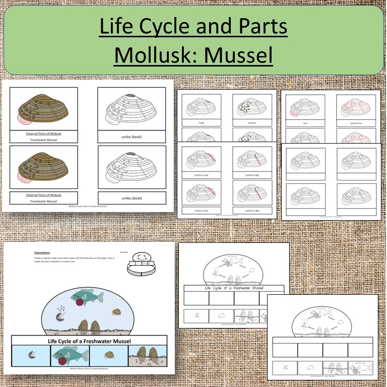 Mollusk: Freshwater Mussel Montessori | Made By Teachers