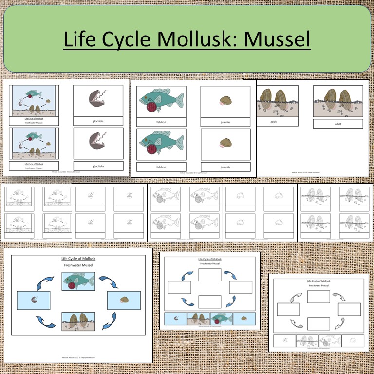 Mollusk: Freshwater Mussel Montessori | Made By Teachers