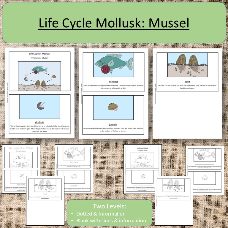Mollusk: Freshwater Mussel Montessori | Made By Teachers