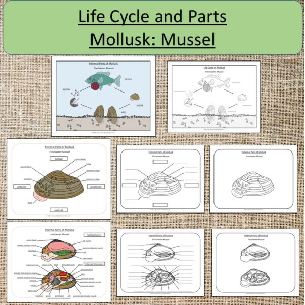 Mollusk: Freshwater Mussel Elementary | Made By Teachers