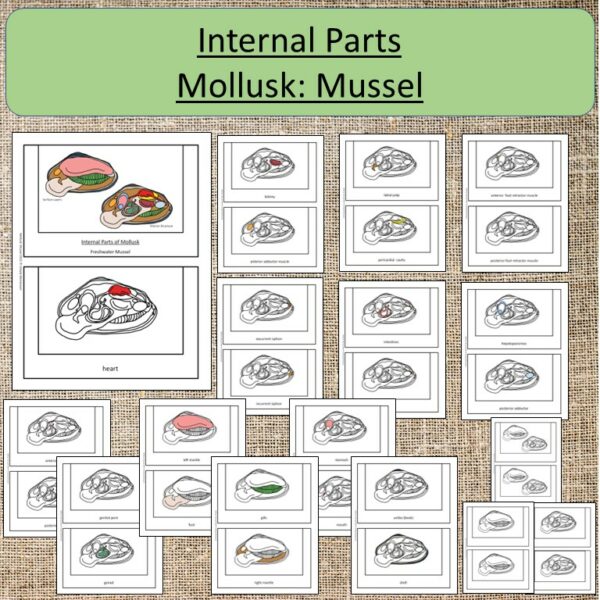 Mollusk: Freshwater Mussel Elementary | Made By Teachers