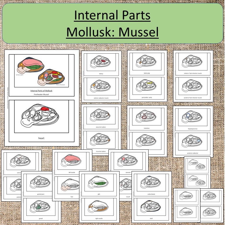 Mollusk: Freshwater Mussel Elementary | Made By Teachers