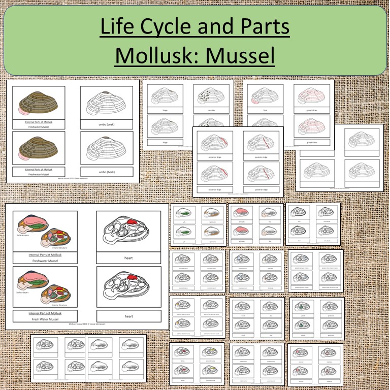 Mollusk: Freshwater Mussel Elementary | Made By Teachers