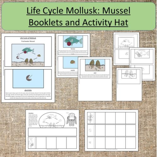 Mollusk: Freshwater Mussel Elementary | Made By Teachers