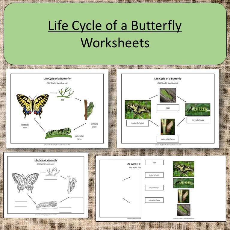 Butterfly Life Cycle Worksheet Preschool