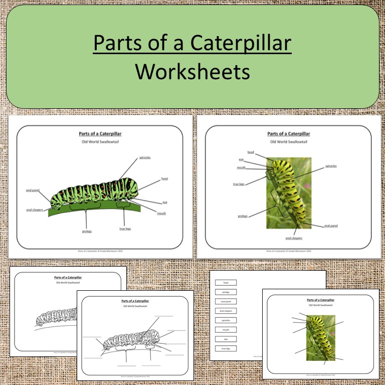 Parts of a Caterpillar Butterfly Study Montessori Preschool Activities ...