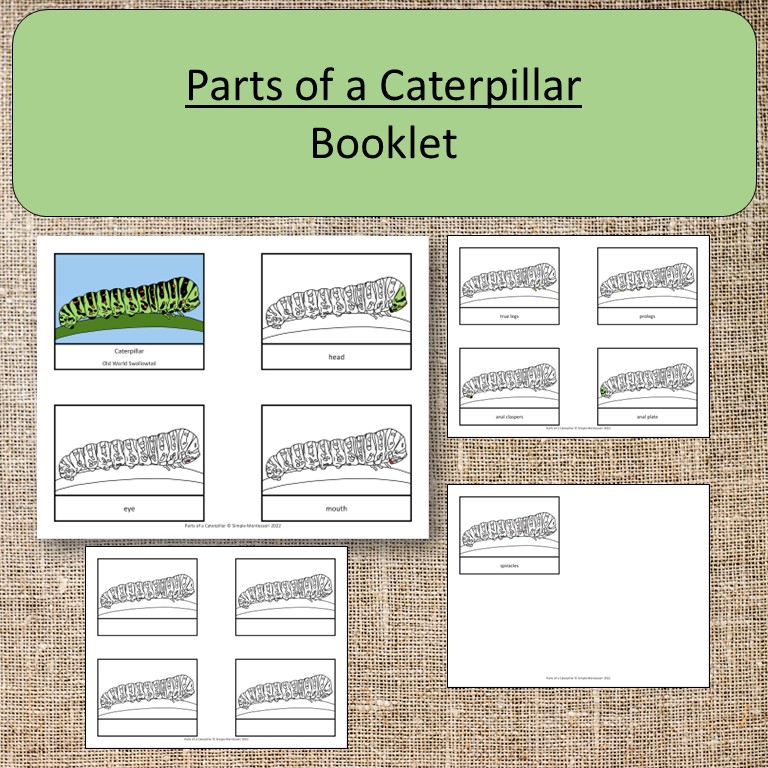 Parts of a Caterpillar Butterfly Study Montessori Preschool Activities ...