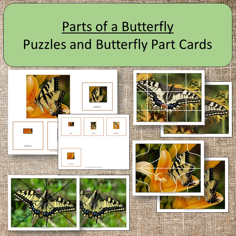 Parts of a Butterfly Montessori Science Actvities Preschool Homeschool ...