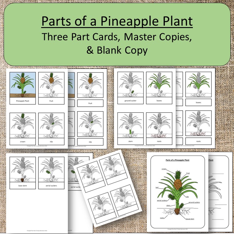 Pineapple Plant Work Montessori Homeschool Preschool Science | Made By ...